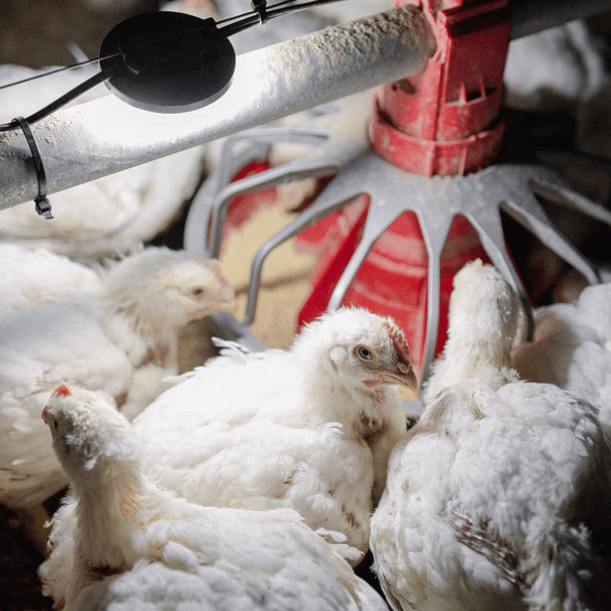 Optient Installation